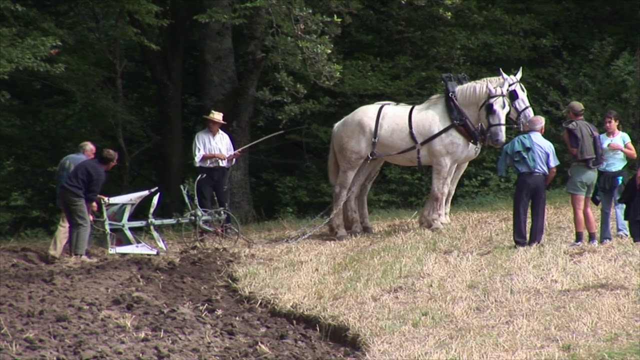 Labour avec deux chevaux boulonnais. - YouTube