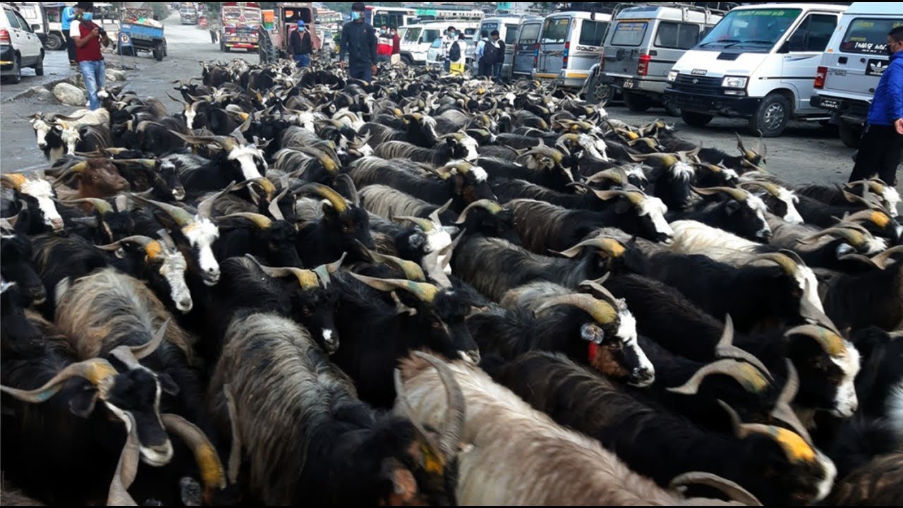 Mustang Changra in Pokhara | Dashain 2022 - YouTube