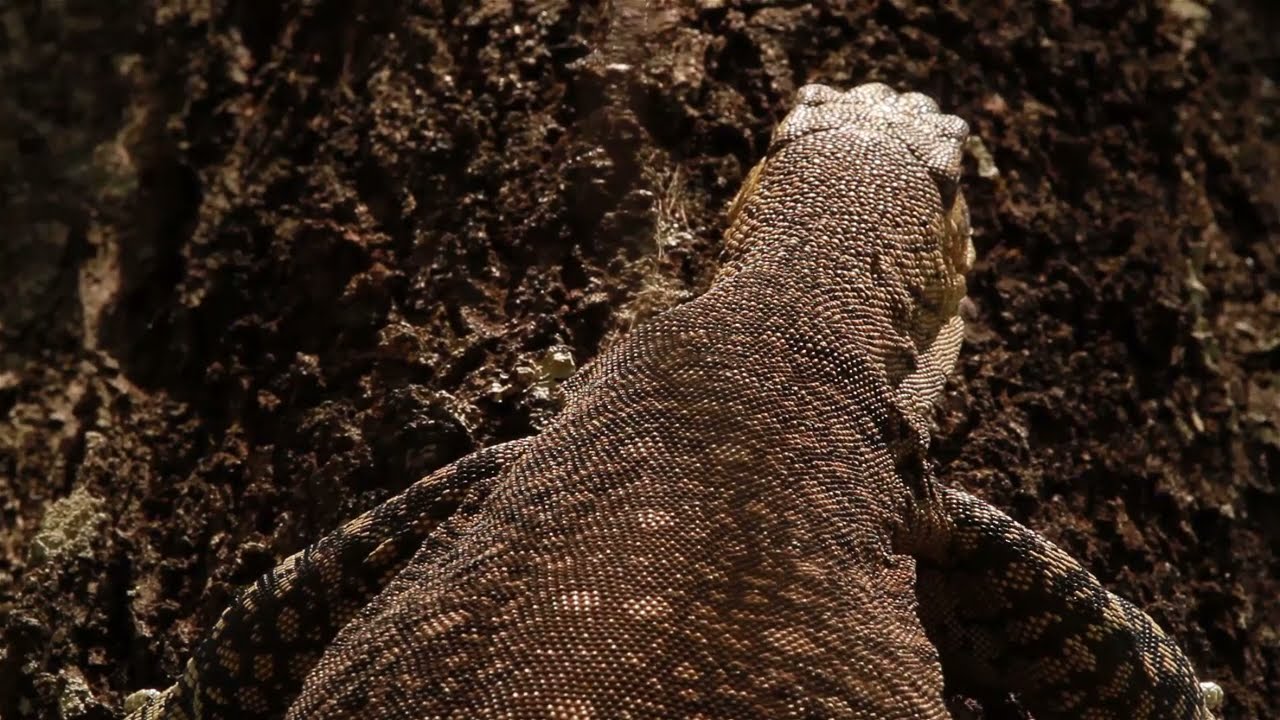 BUTCHERBIRDS DEFEND THEIR NEST FROM A MARAUDING GOANNA AT COOMBABAH ...
