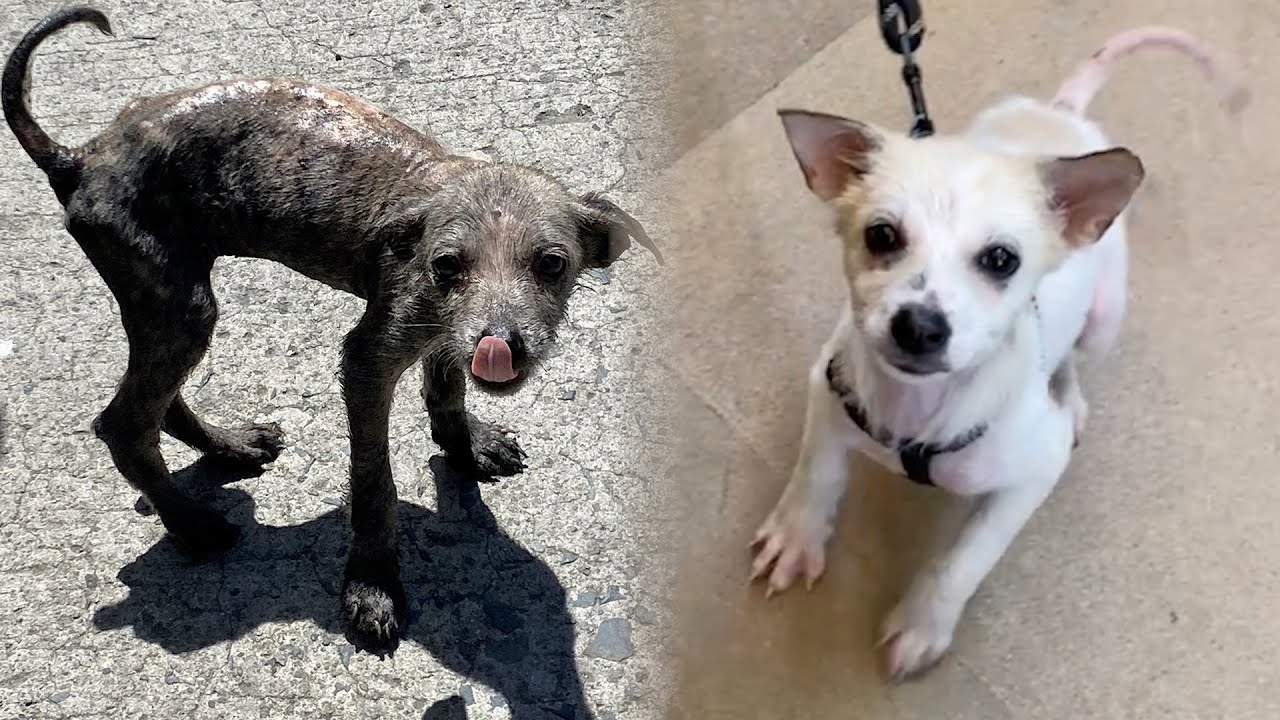 Motor Oil-Drenched Puppy Makes STUNNING Transformation Thanks to PETA ...