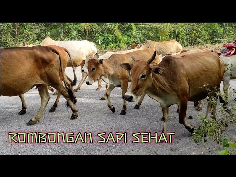 rombongan sapi sehat dan lucu, sapi Aceh. sapi grandong, sapi lucu, sapi joget, sapi grandong ...