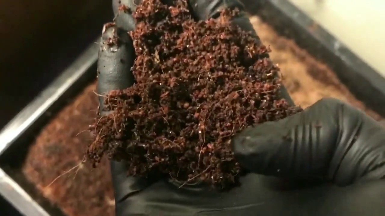 Adding a New Tray to the Worm Factory 360 - YouTube