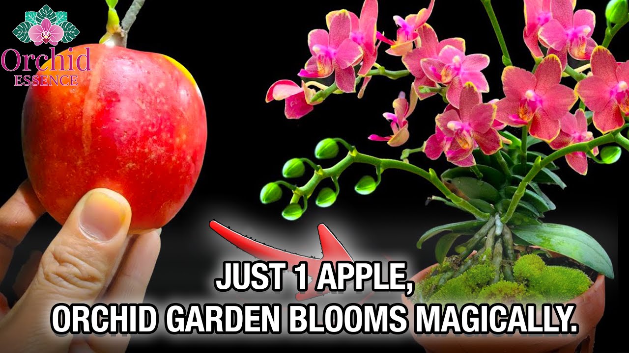 Orchid#15 Just 1 apple, the whole orchid garden blooms magically - YouTube