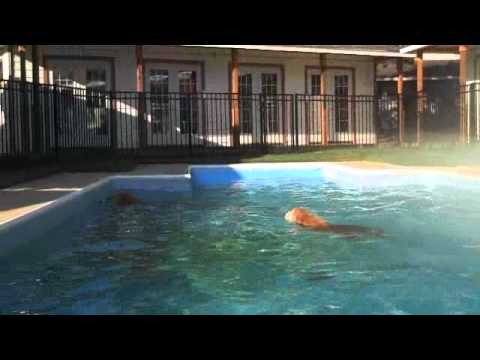 Brody & Quinn take a dip - YouTube