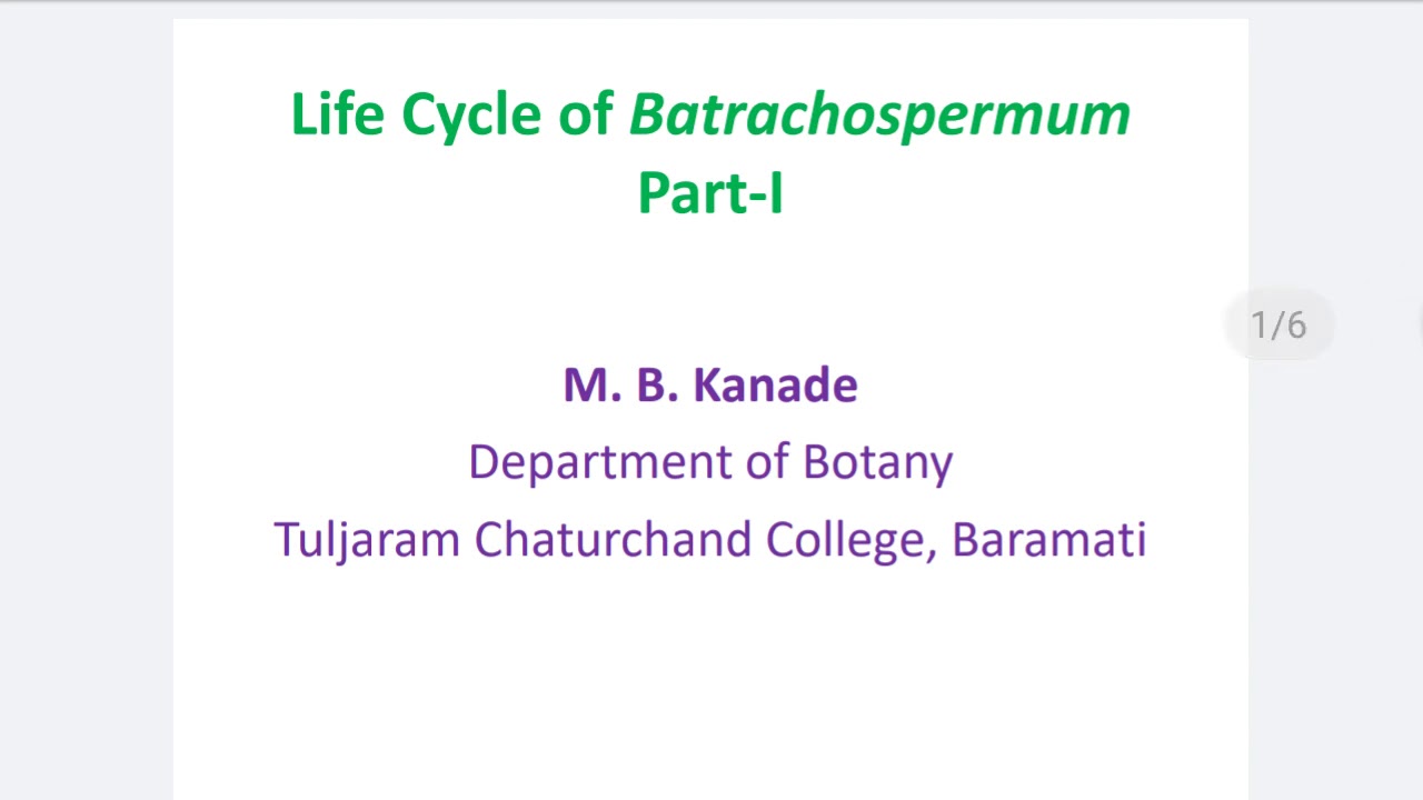 Batrachospermum Life Cycle Part-I - YouTube