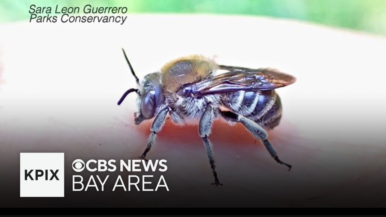 Rare bee found on Mount Tamalpais points to conservation successes ...