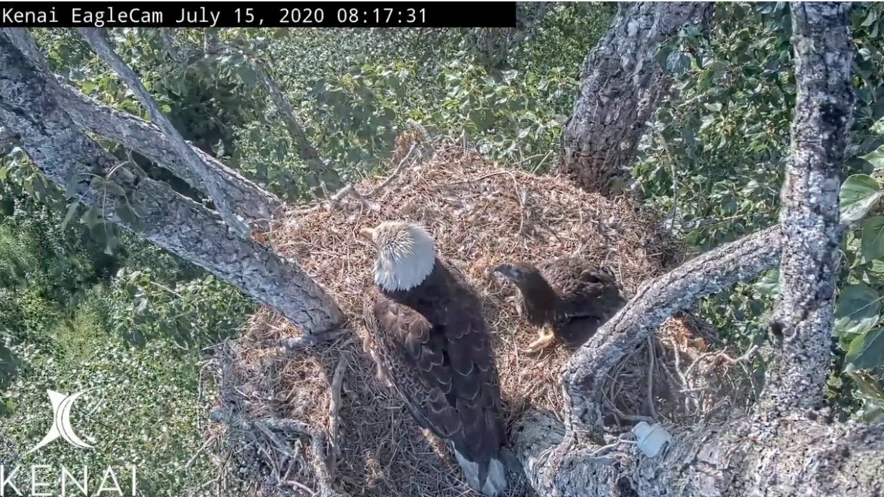 7/15/2020. KENAI Eagle Cam ~ Aurora Rouses.Denali's Reaction Is ...