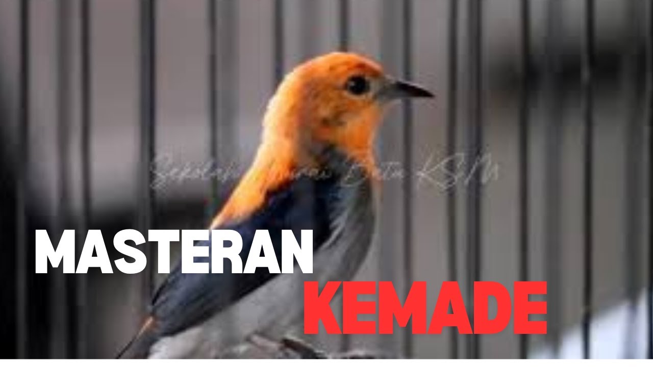 BURUNG KEMADE Ngerol Panjang - YouTube
