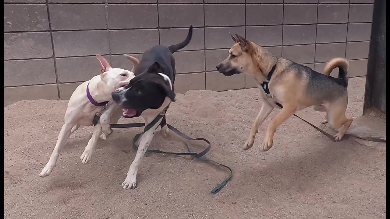 Dogs playing for dogs to watch: Episode 11 - YouTube