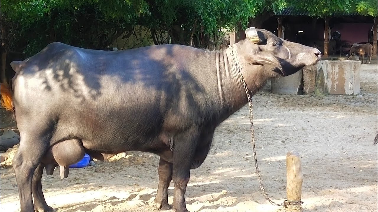 Banni buffalo from region of Gujarat Beauty buffalo region of bunny ...