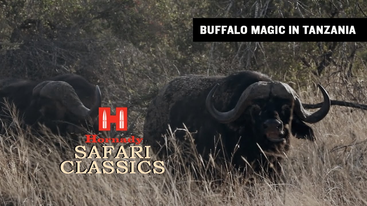 Cape Buffalo Magic in Tanzania - YouTube