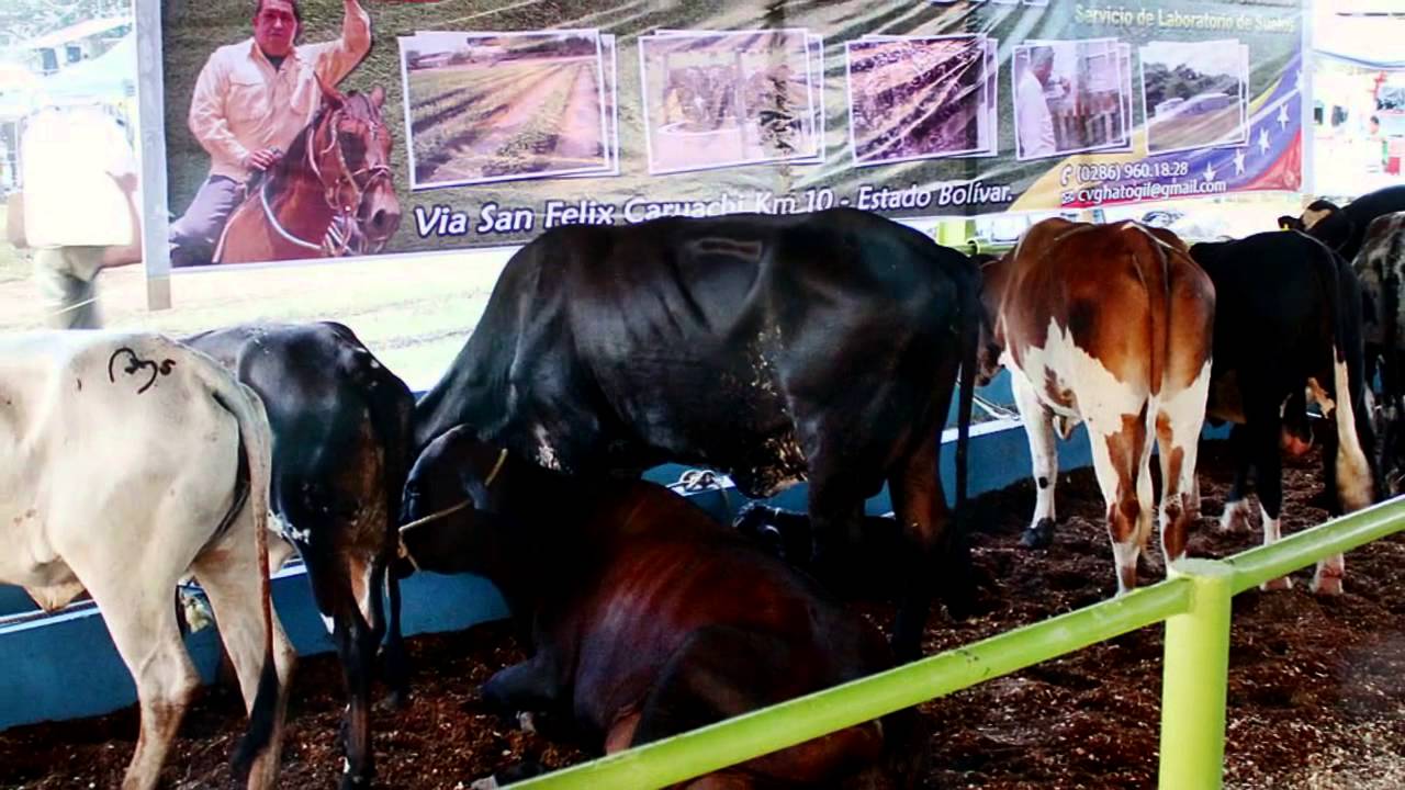 Justo Noguera en CVG HATO GIL GANADO GIROLANDO - YouTube