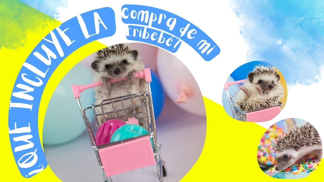 ¿Que incluye la compra de mi eribebé? | Erizoo México | Venta de Erizos ...