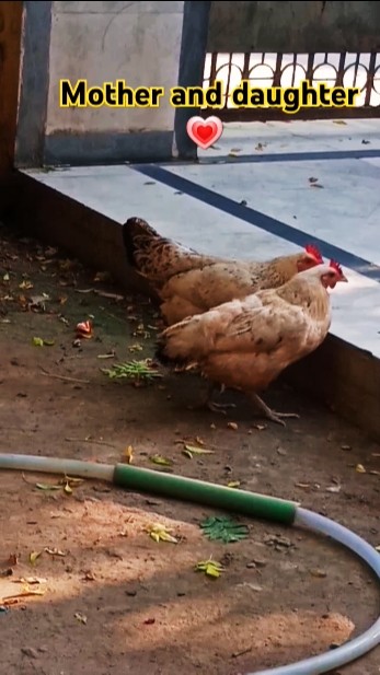 Hens & Peace Vibes 🐥🕊️ Soft, Cute & Calm!#Chicks #PeacefulVibes # ...