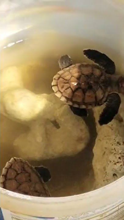 Pawikan Spotted - YouTube