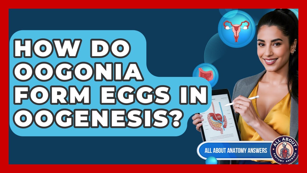 How Do Oogonia Form Eggs In Oogenesis? - All About Anatomy Answers ...