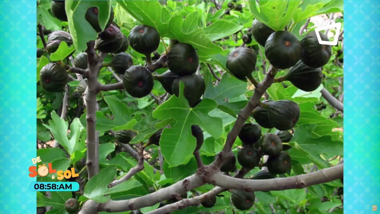 El higo: beneficios y propiedades de este fruto - YouTube