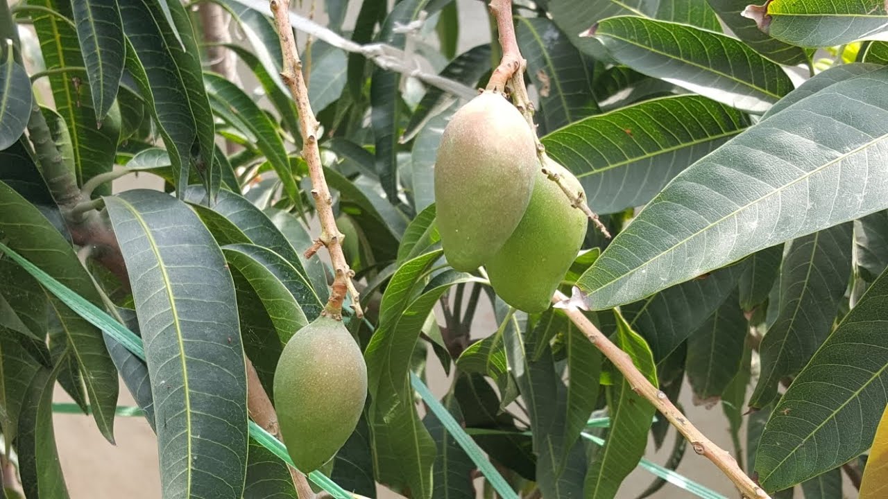 Mango Fruit Drop Is It Normal Youtube