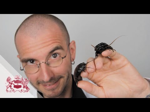 A Brief History Of Forensic Entomology Benecke