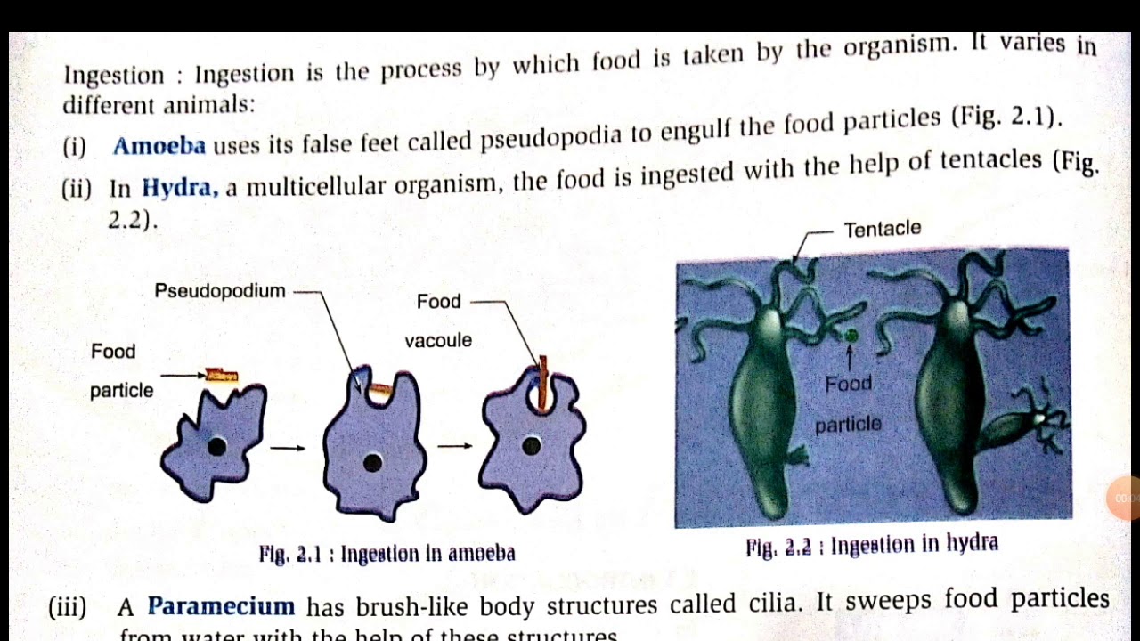Class 7th science chapter-2nd part 2 - YouTube