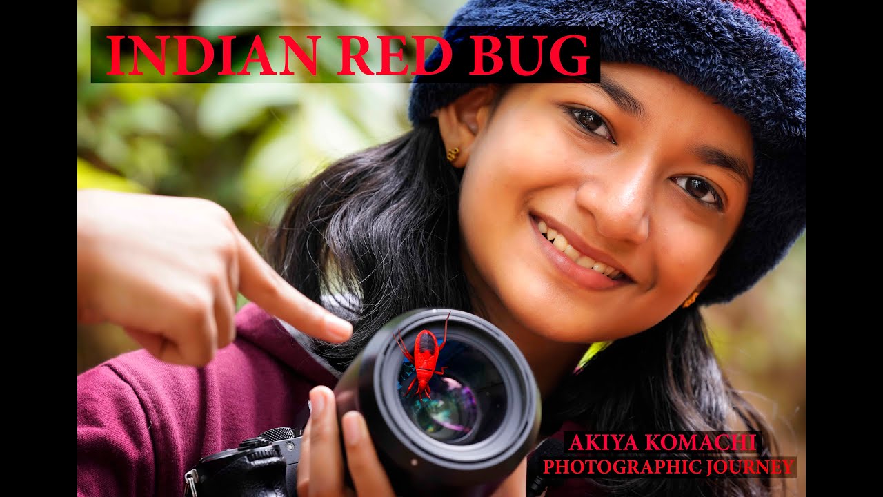 INDIAN RED BUG /Probergrothius Sanguinolens / Meet my Neighbours/ Akiya ...