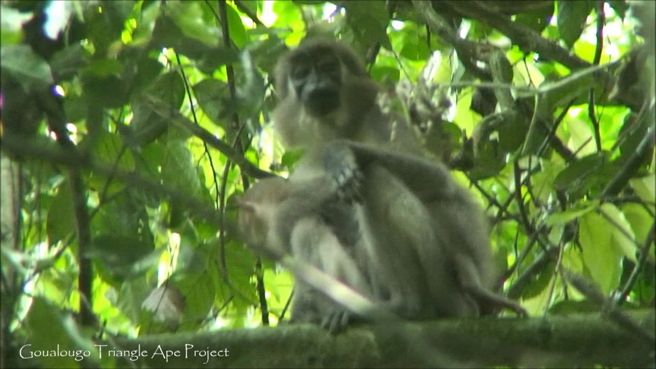 Monkeys of the Goualougo Triangle - YouTube