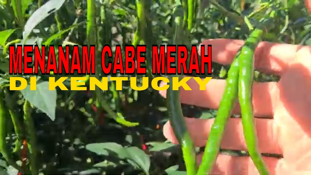 Cabe merah (Cayenne red chili) di kebun Kentucky - YouTube