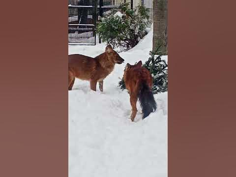 Красные волки - YouTube