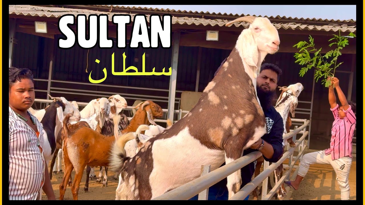 Sultan - Mumbai’s Biggest Gujri Khassi Goat at Al Ahmed Goat Farm ...