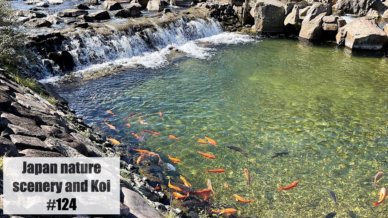 Koi and Japan nature scenery - YouTube