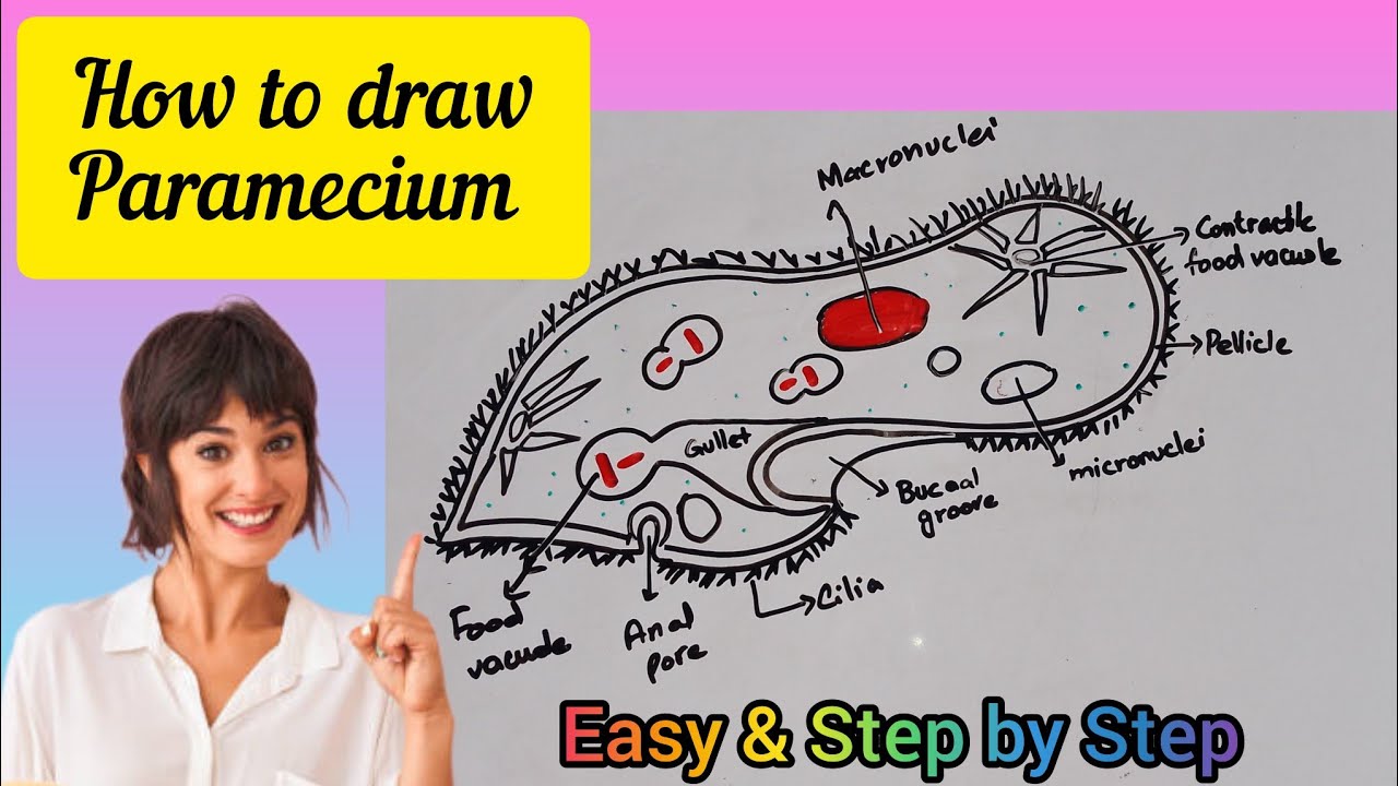 Paramecium drawing - YouTube