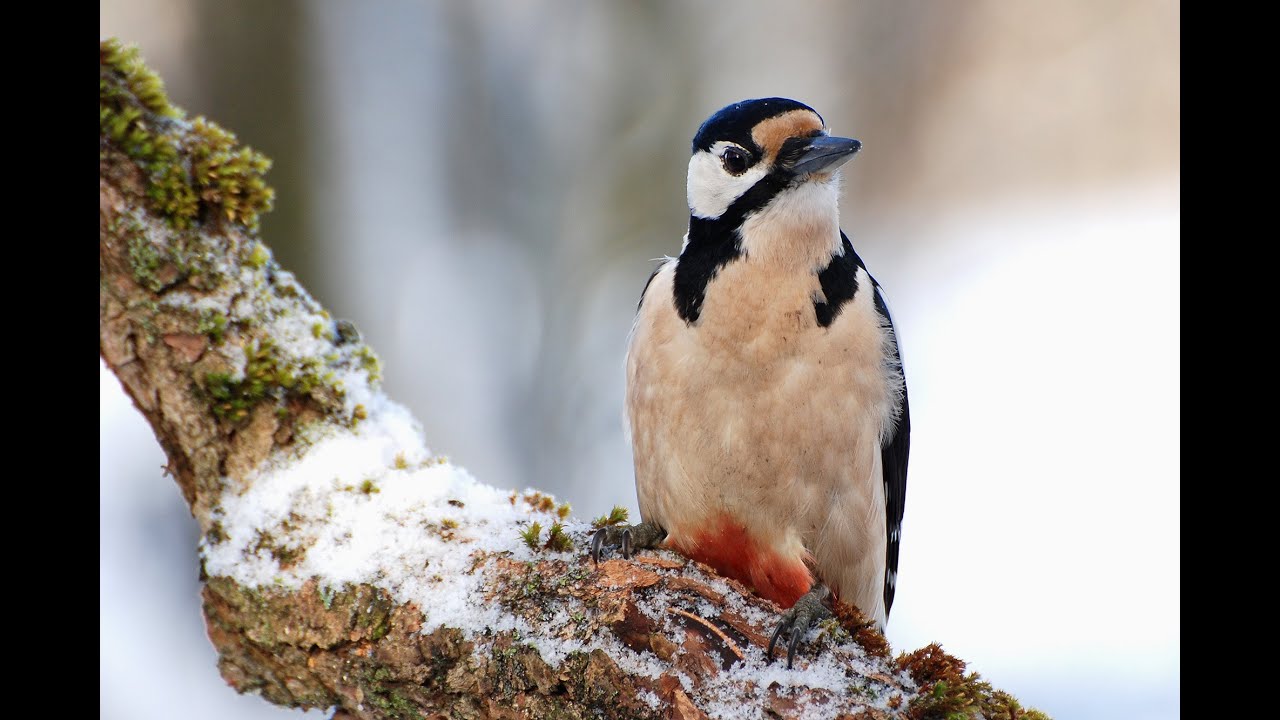 Didysis margasis genys / Great Spotted Woodpecker / Большой пёстрый ...
