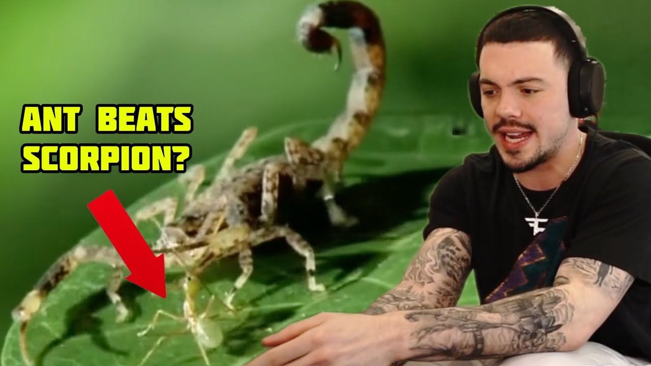 FaZe Adapt Reacts to the BEST BUG FIGHTS! - YouTube