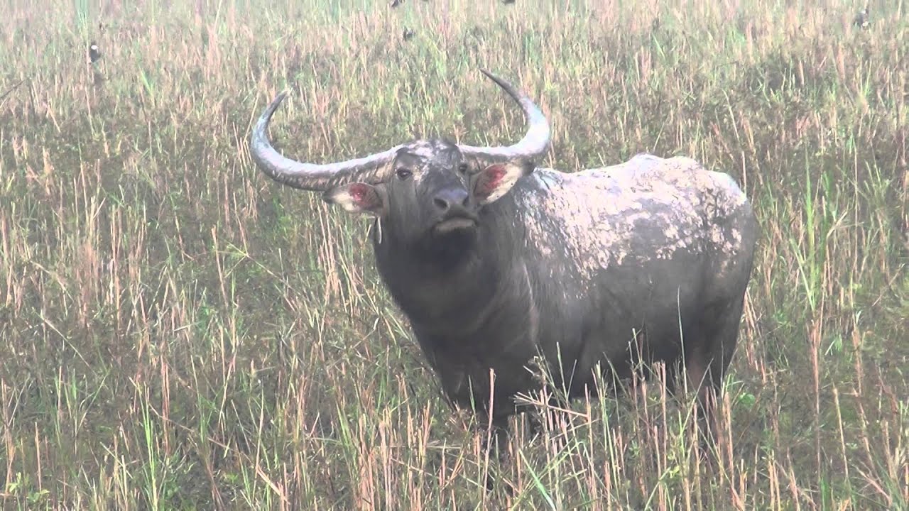 Wild Asian Water Buffalo - YouTube