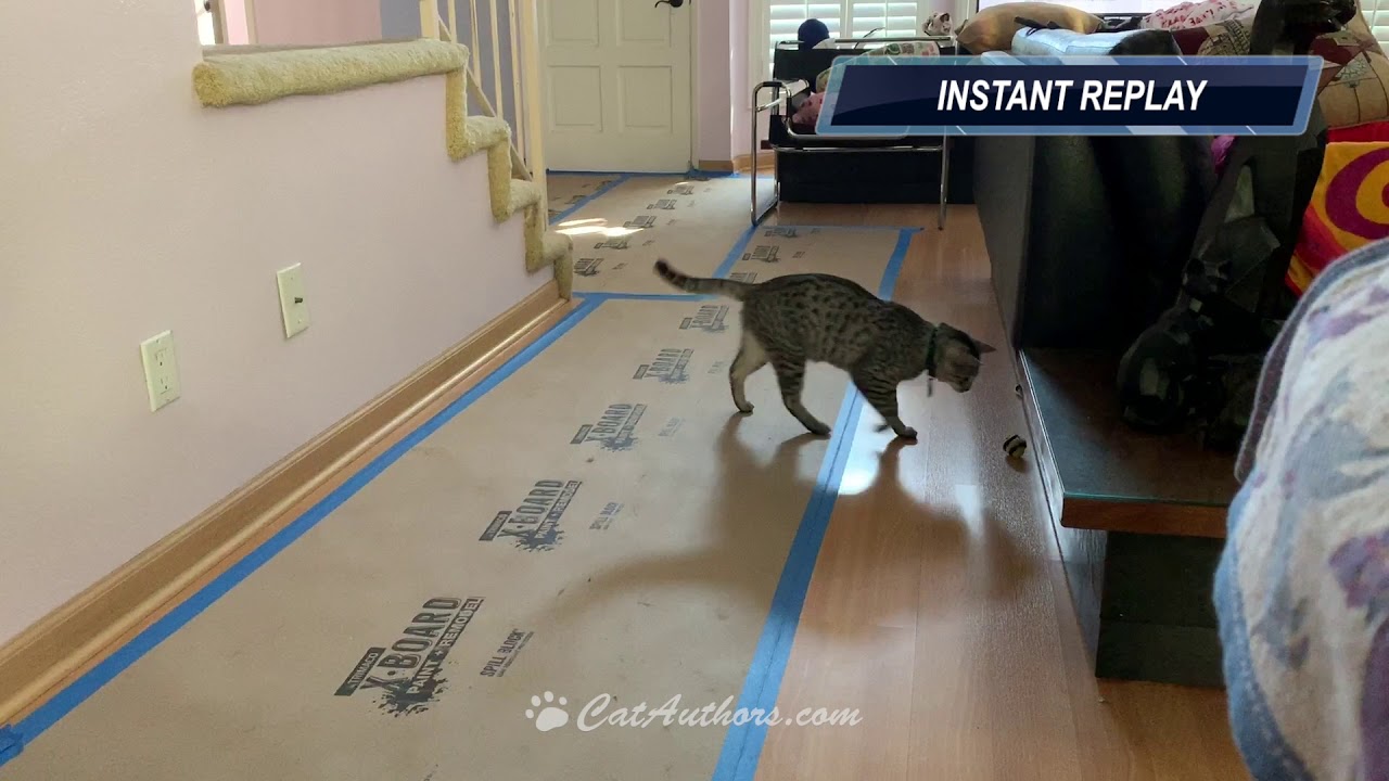 CAT FUMBLE - INSTANT REPLAY - YouTube