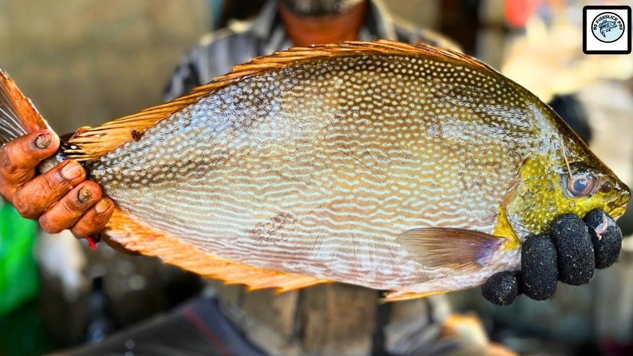Kasimedu Speed Selvam Rare Fish Cutting Skill |Kasimedu Fish Cutting ...