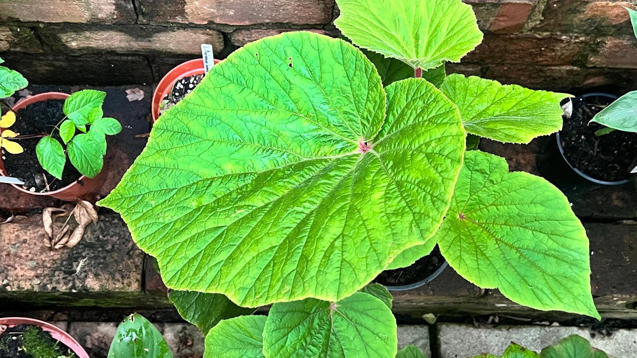 Begonia grandis & Begonia torsa - YouTube