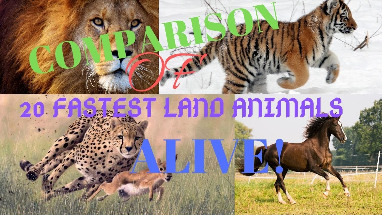 COMPARISON OF 20 WORLD'S FASTEST LAND ANIMALS ALIVE! - YouTube