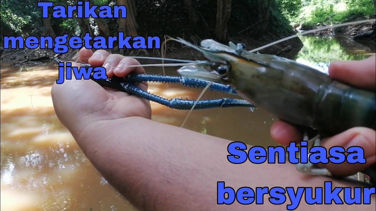 Rezeki setiap kali menebing..... Udang galah first strike!!! #ep19 ...