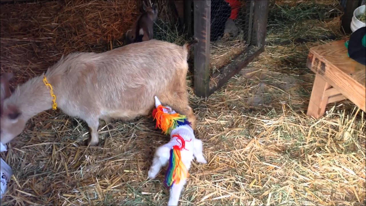 Magical Unigoat caught on tape! - YouTube