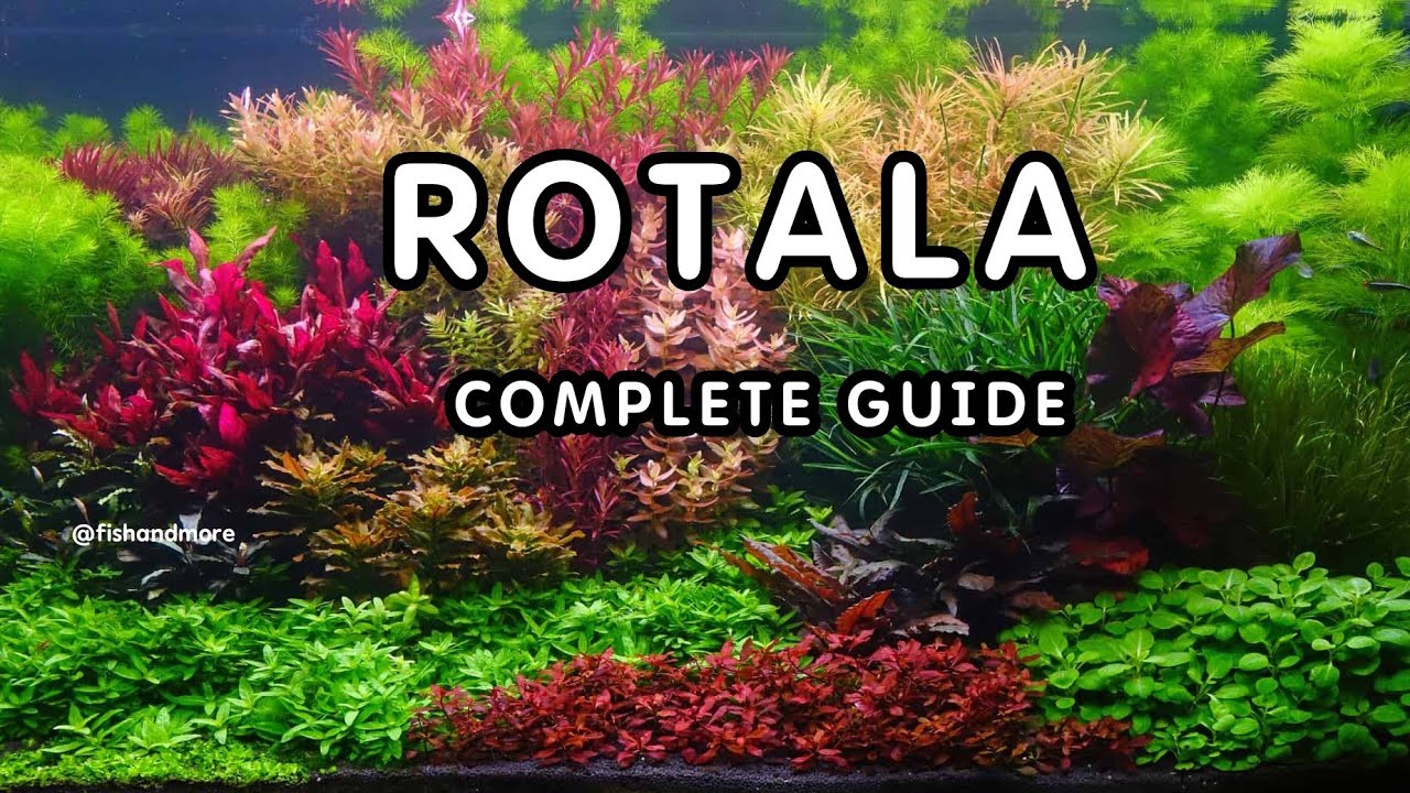 COMPLETE GUIDE ON ROTALA | CARE TIPS FOR ROTALA | - YouTube