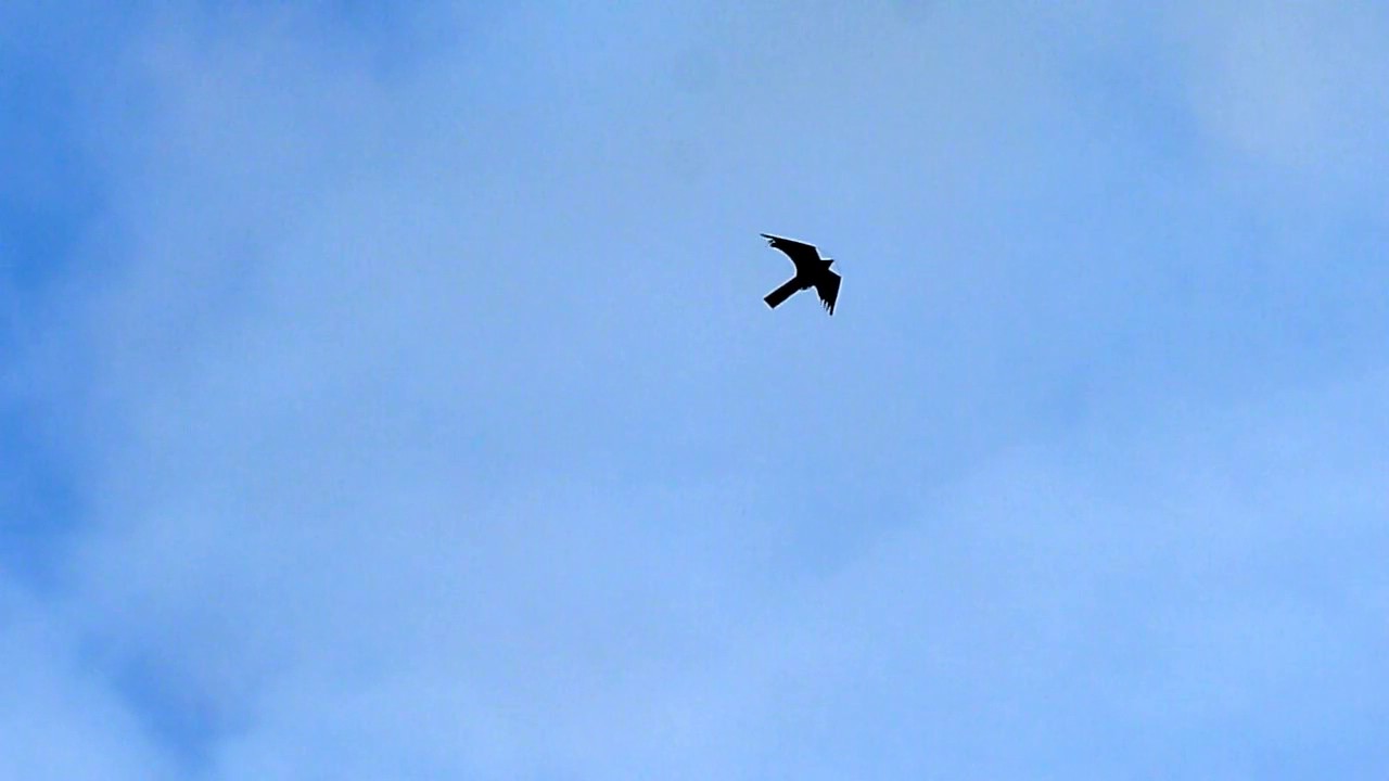 Black Hawk bird scaring long line 01 - YouTube