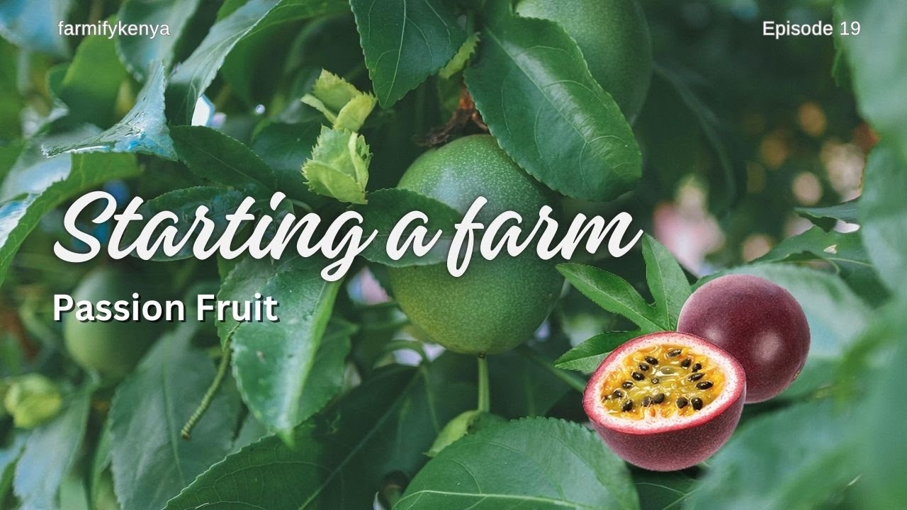 Passion Fruit Farming in Makueni | PURPLE VARIETY 💜 - Episode 19 - YouTube