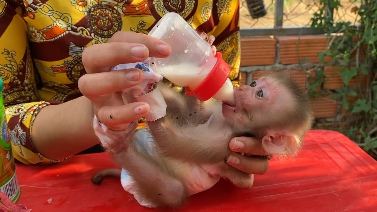 Delicious!! Mom feeds milk to adorable baby monkey LIORA after taking ...