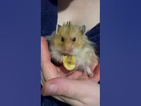 Хомка и банановые чипсы. Хомяк Кузя ест сушеный банан. - YouTube