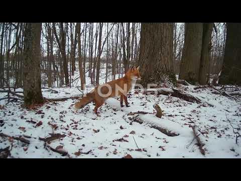 The Sneaky Little Red Fox Sounds! - YouTube