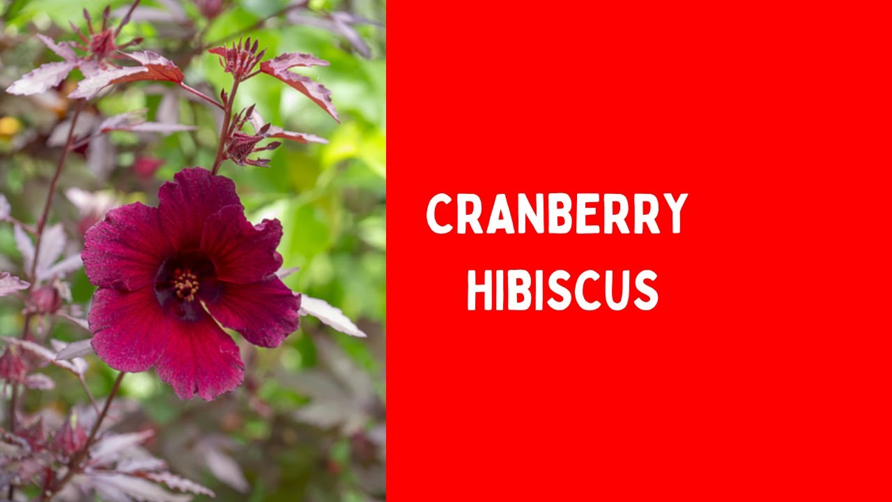 CRANBERRY HIBISCUS ( HIBISCUS ACETOSELLA ) CARE TIPS - YouTube