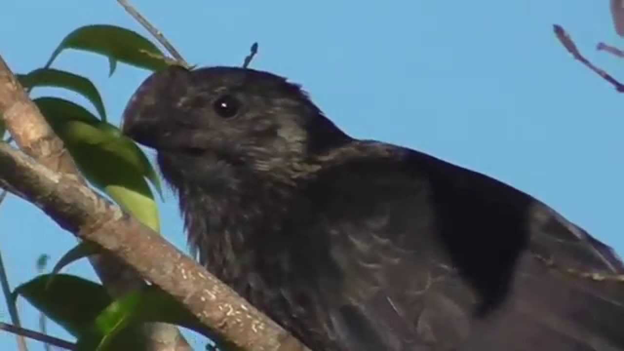 Garrapatero en el Guaviare, Colombia, (Crotophaga) - YouTube