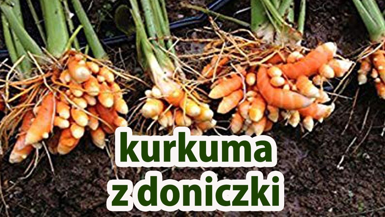 Kurkuma jak posadzić ją w domu, na balkonie najprostsza metoda ważne ...