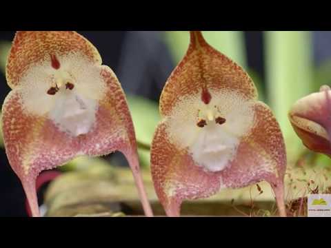 ASLA EVDEKİLER GİBİ DEĞİL!!! (Dünyadaki 10 İlginç Bitki)
